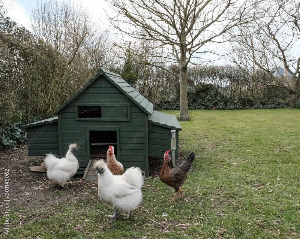 Small, home built chicken house seen at the back of a rural garden in ...
