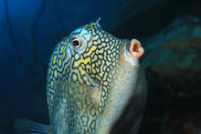 Cowfish Free Stock Photo - Public Domain Pictures