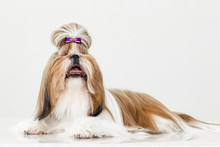 Shih Tzu Dog Free Stock Photo - Public Domain Pictures