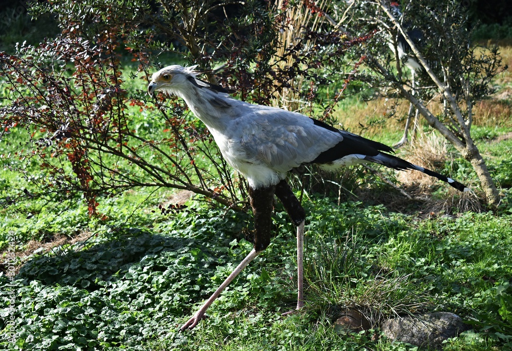 Secretarybird or Secretary Bird (Sagittarius serpentarius) is a very ...