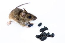 Sunflower Field Mouse Free Stock Photo - Public Domain Pictures