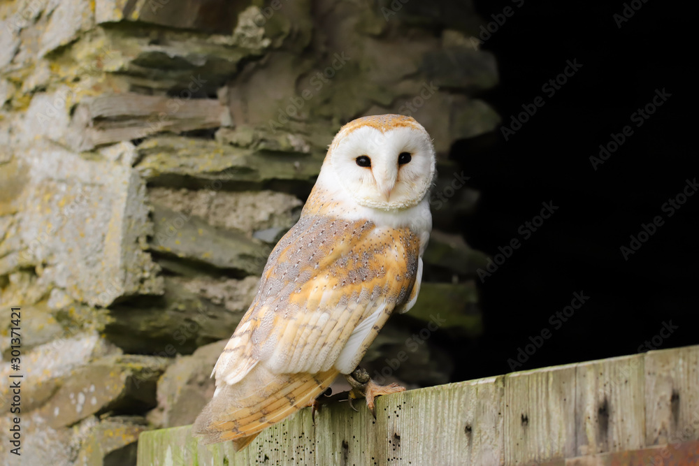 Barn Owl (Tyto Alba) sitting on the door of an old farm building. Taken ...