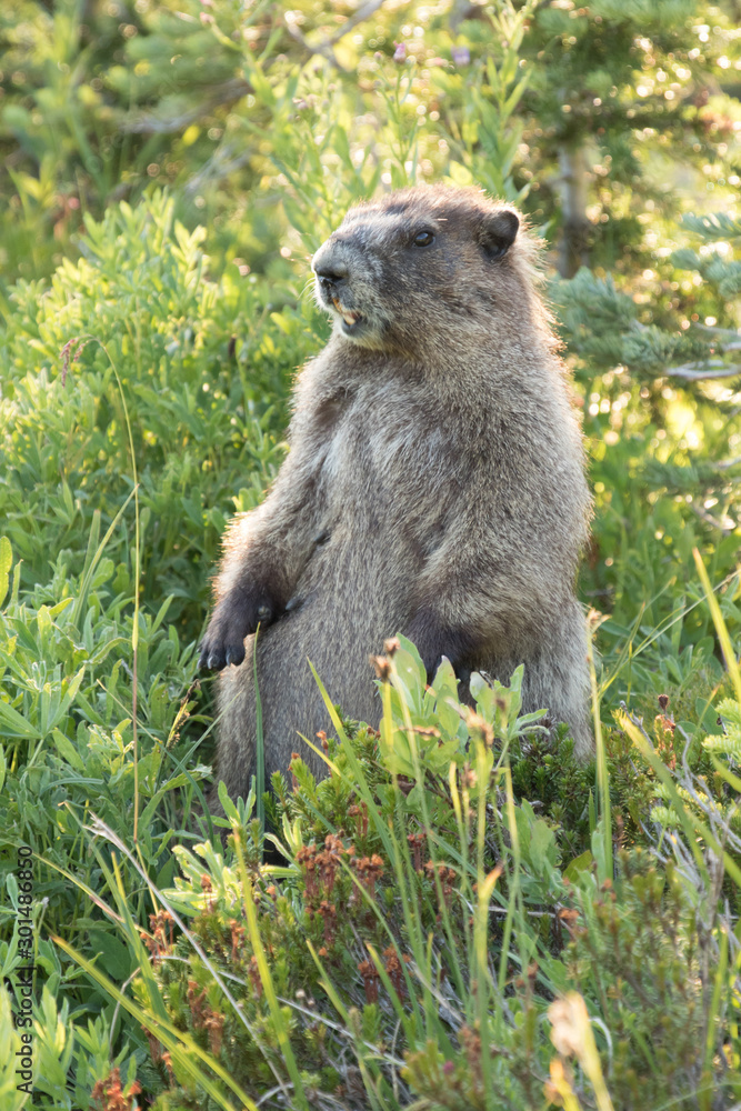 Wide shot of a Hoary Marmot (Marmota caligata) scanning for predators ...