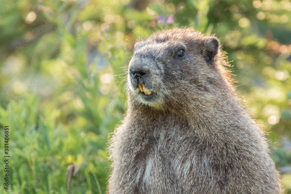 Close-up of a Hoary Marmot (Marmota caligata) scanning for predators ...