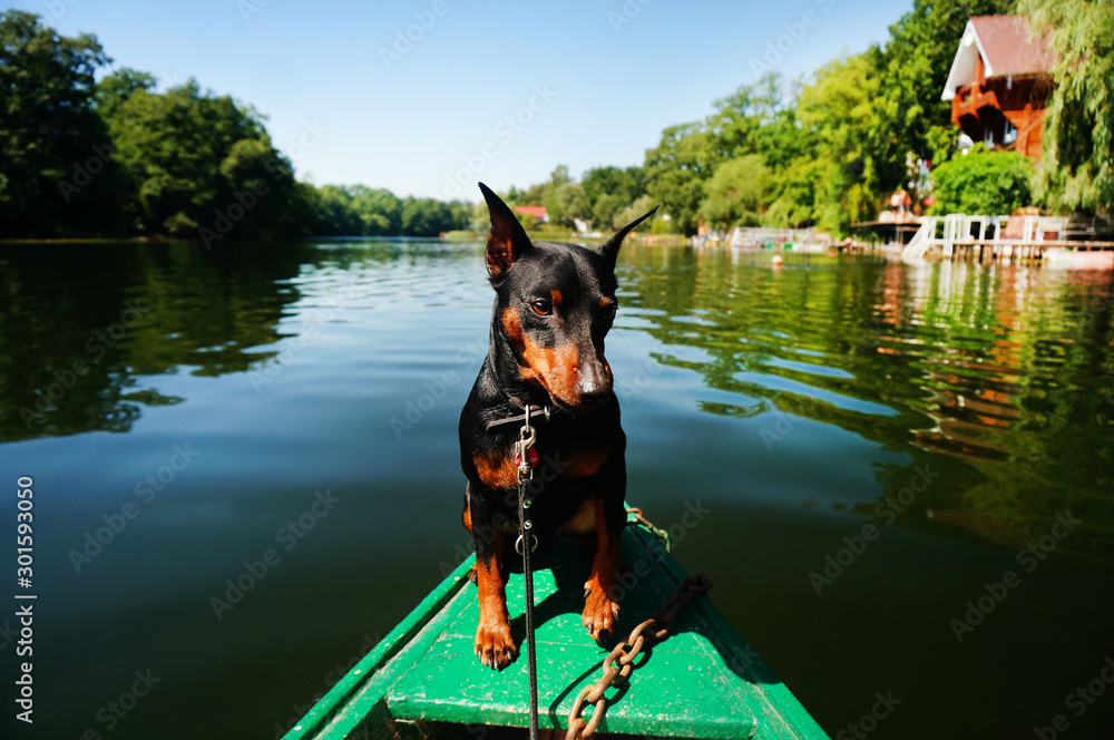 Happy miniature pinscher sits comfortably on the bow of boat. Summer ...