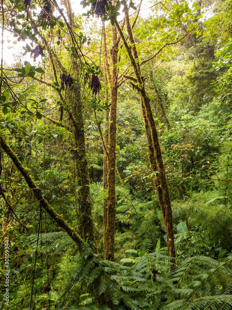 Wanderung durch den Regenwald in Costa Rica. Die Bäume streben gegen ...