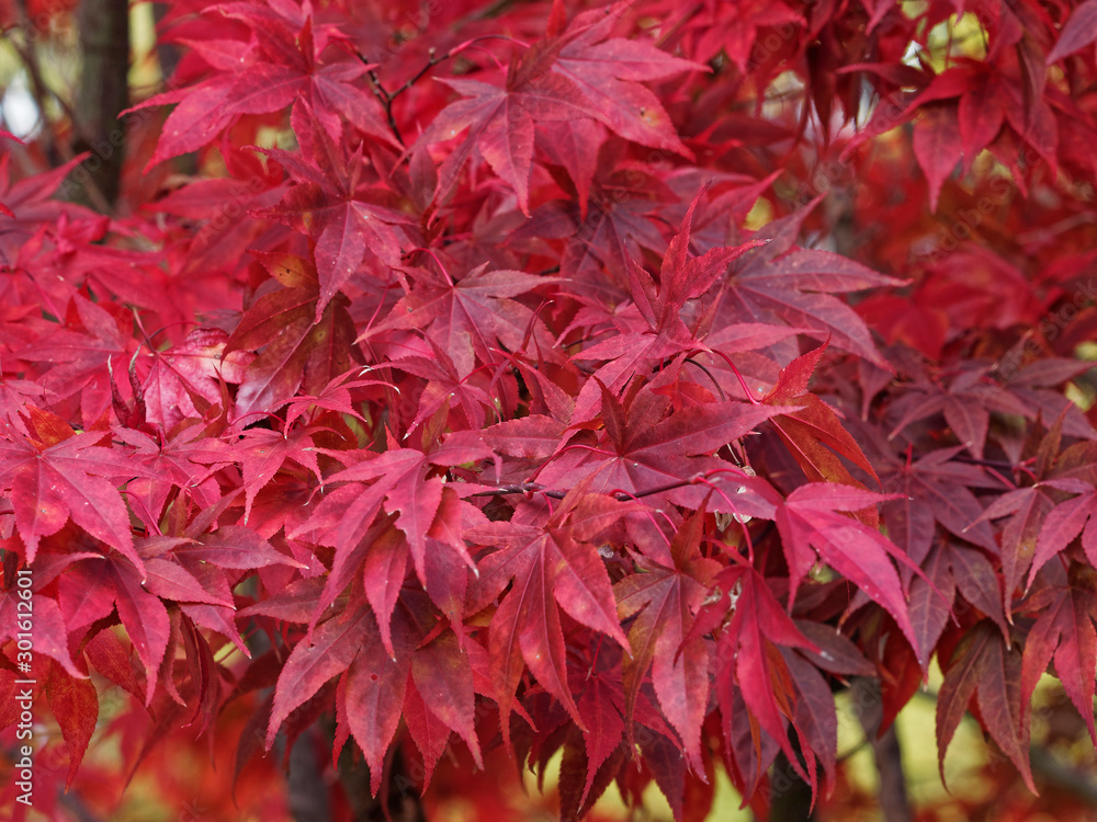 Japanese maple 'Emperor' or Red Emperor maple, popular and beautiful ...