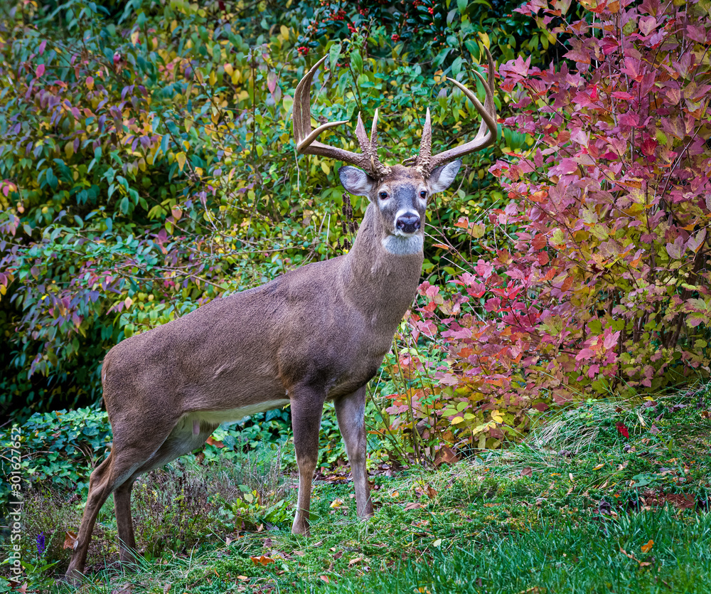 Large 12-point white-tailed buck (Odocoileus virginianus) in front-yard ...