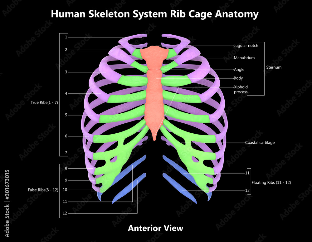 Human Skeleton System Rib Cage with Detailed Labels Anatomy Anterior ...
