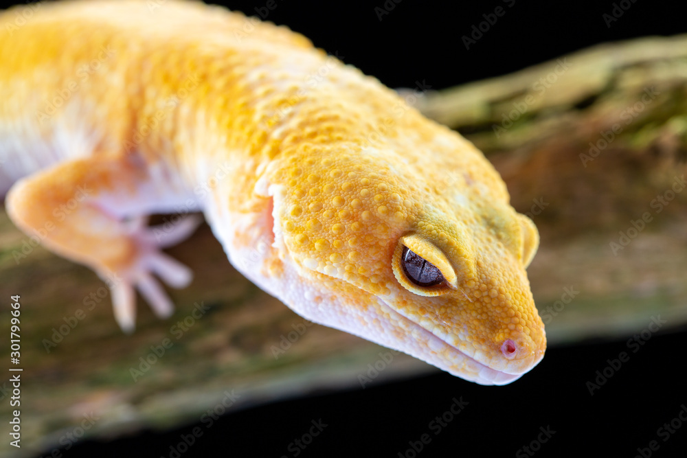 Leopard Gecko, eublepharis macularis, close up photograph on a wood log ...