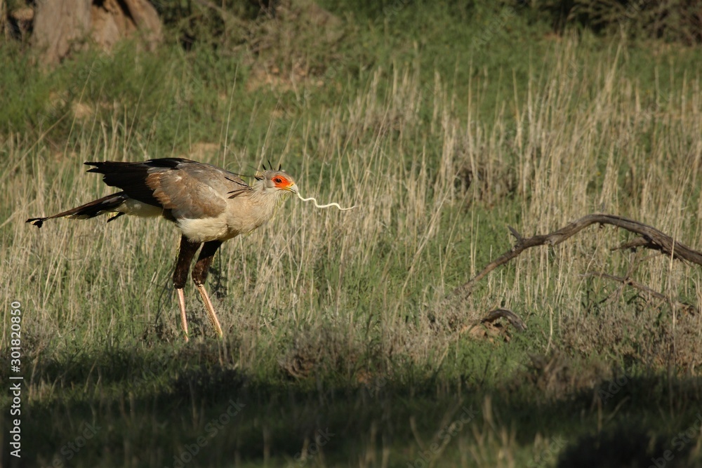 The secretary bird (Sagittarius serpentarius) walking trough the grass ...