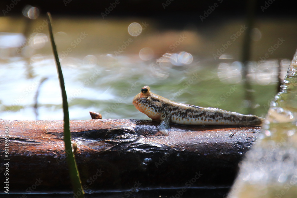 Close up mudskipper fish,Amphibious fish Lying on a log and looking at ...