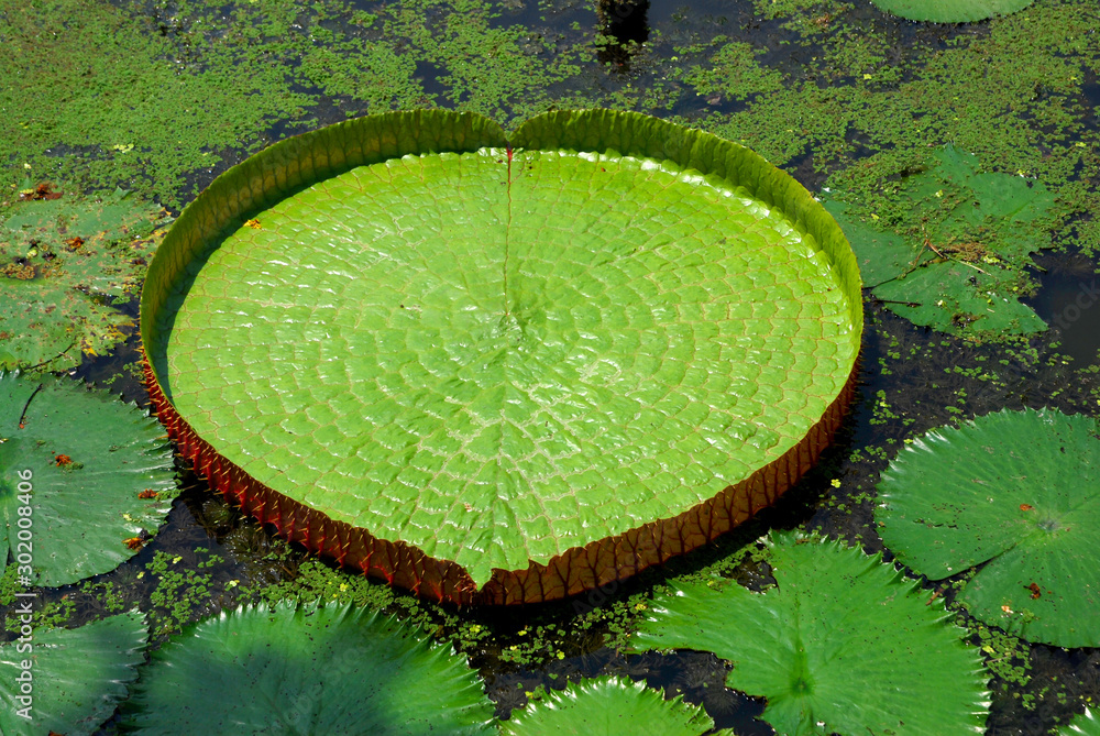 Large leaves lotus is a species of flowering plant, the largest of the ...