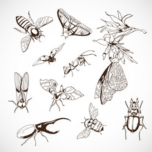 Insect 7 Free Stock Photo - Public Domain Pictures