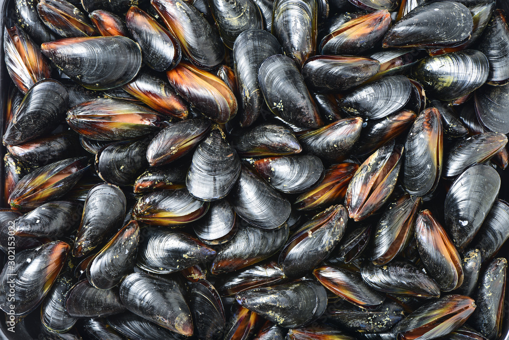 mussel background Stock Photo | Adobe Stock