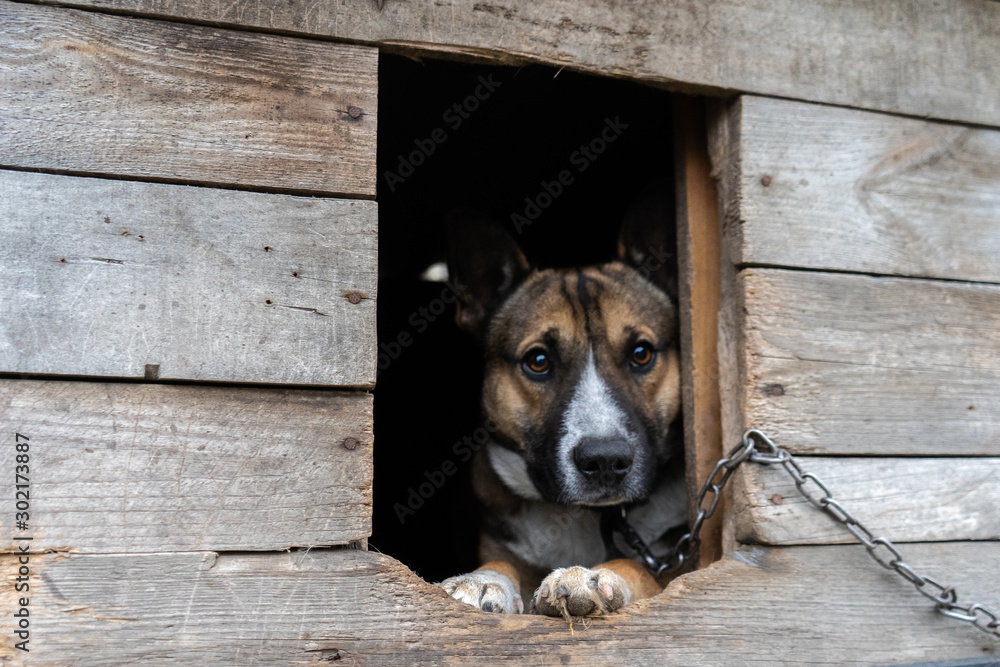 sad dog sits on a chain in a wooden booth. dog with sad eyes Stock ...