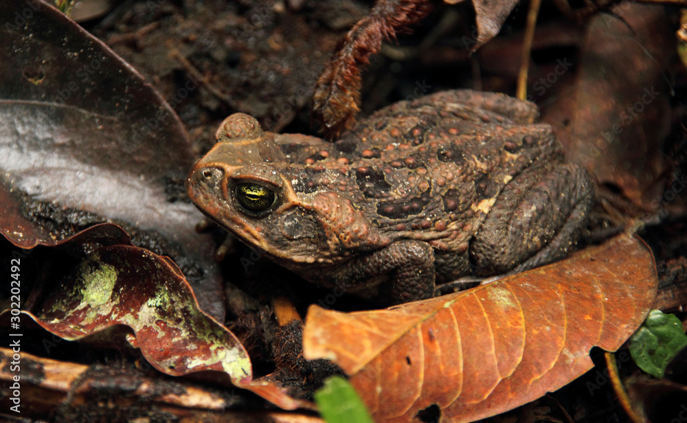 The largest toad in the world cane toad Rhinella marina, also known as ...