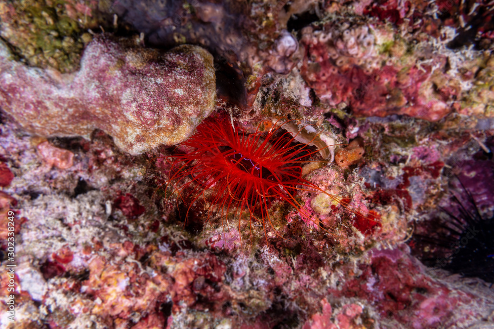 Electric clam (Ctenoides ales), also known as electric flame scallop ...