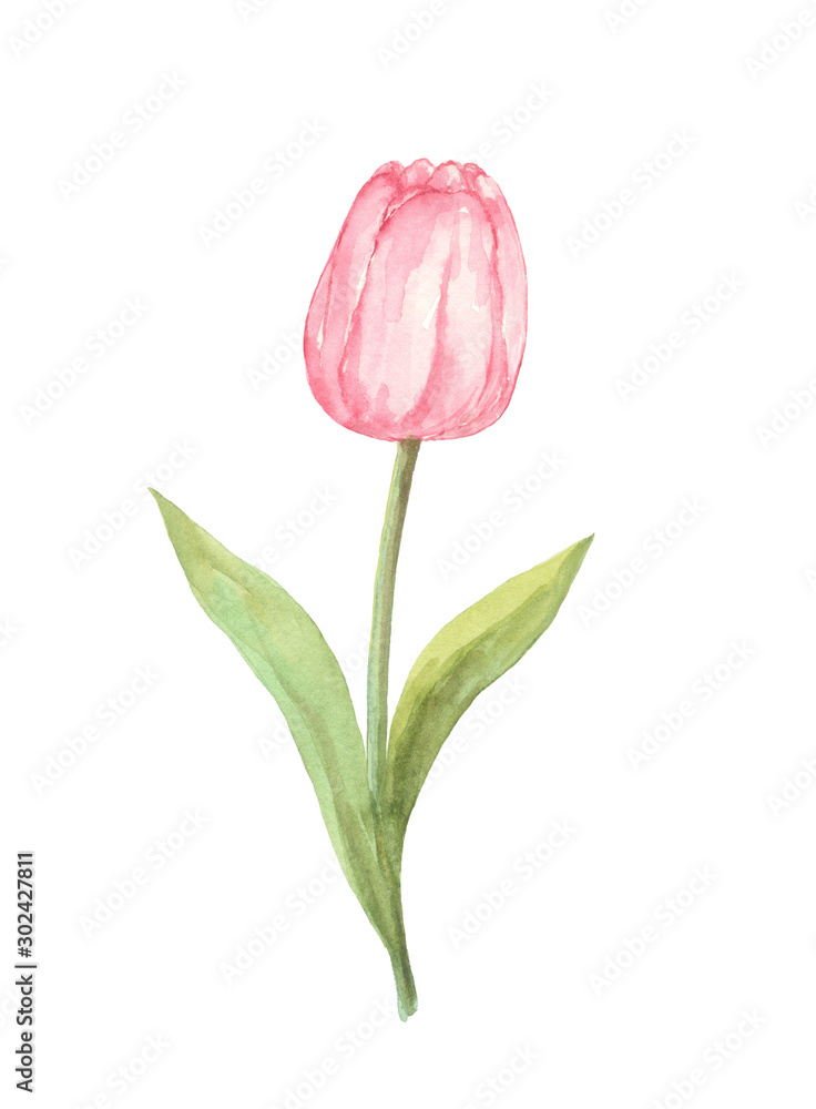Pink tulip watercolor painting flower on isolated white background hand ...