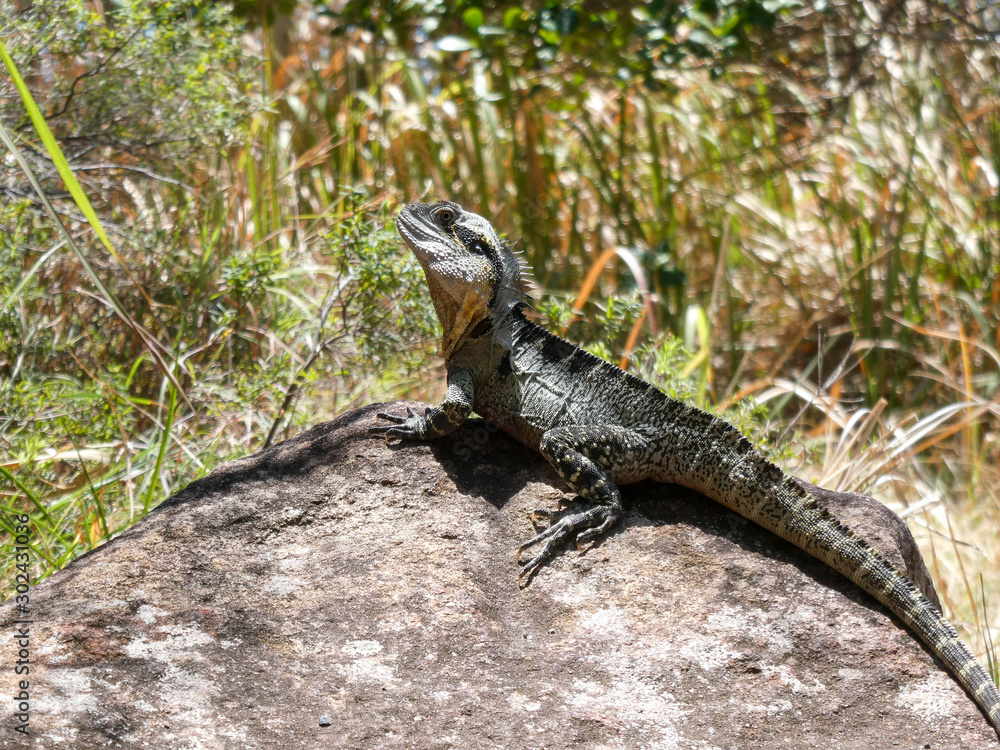A frill necked goanna lizard basks in the sun on a rock, a native ...