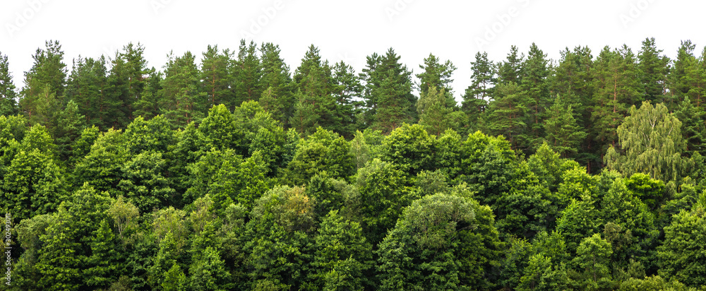Lush green forest on the horizon is isolated. The edge of a forest with ...