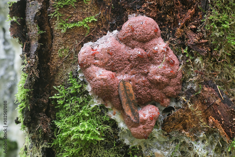 Brefeldia maxima, known as the tapioca slime mold, climbing a birch ...