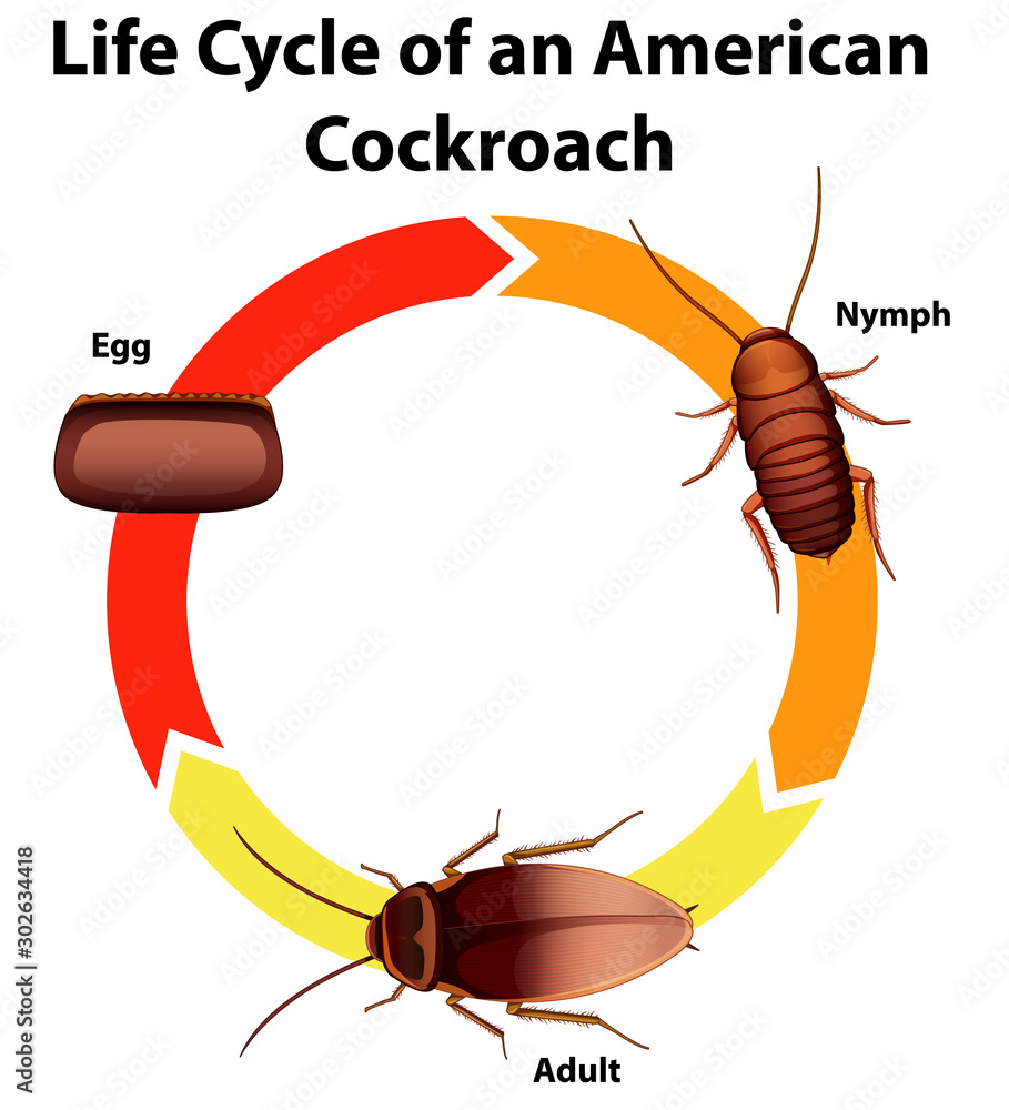 Diagram showing life cycle of cockroach Stock Vector | Adobe Stock