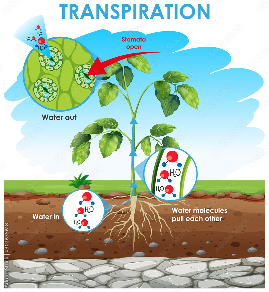 Diagram showing transpiration in plant Stock Vector | Adobe Stock