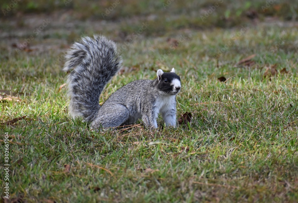 Photo Stock fox squirrel. squirrels. rare squirrel. South Carolina ...
