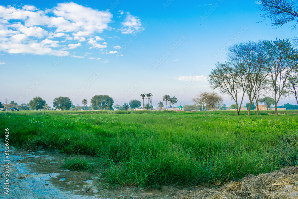 landscape image of green fields in a village of punjab,pakistan Stock ...