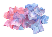 Hydrangea Flowers Pink Drawing Free Stock Photo - Public Domain Pictures