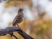 Southern Red Bishop Bird On Papyrus Free Stock Photo - Public Domain ...