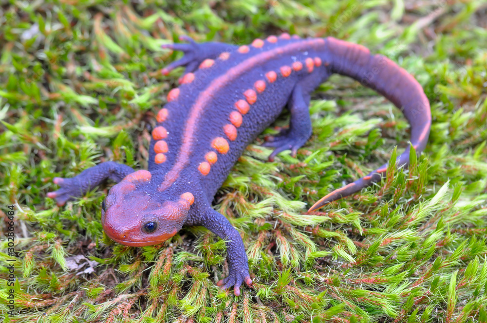 salamander on green mos/ wildlife reptile crocodile salamander spotted ...