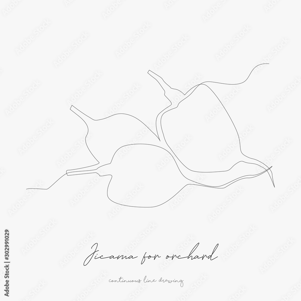 continuous line drawing. jicama for orchard. simple vector illustration ...