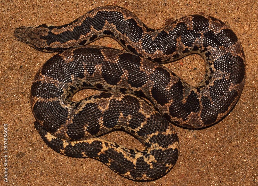 ภาพถ่าย Stock Sand boa; Eryx conicus; A sand boa from Sri Lanka | Adobe ...