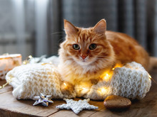 Christmas Ginger Cat Free Stock Photo - Public Domain Pictures