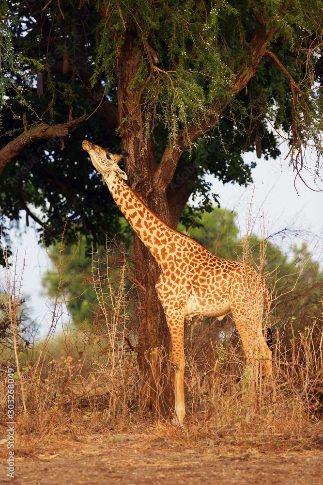 rhodesian giraffe