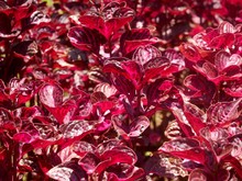 Iresine Bloodleaf Plant Free Stock Photo - Public Domain Pictures