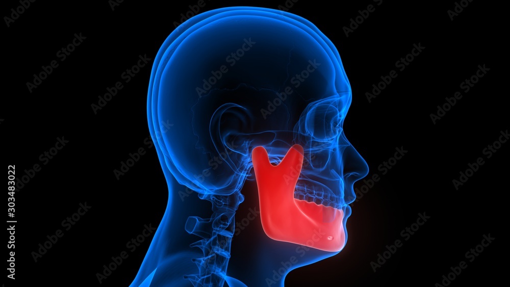 Human Skeleton System Mandible Bone Joints Anatomy X-ray 3D rendering ...
