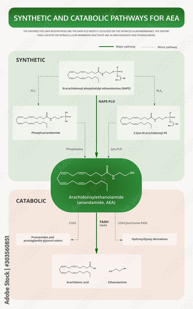 Synthetic and Catabolic Pathways for Anandamide (AEA) vertical textbook ...