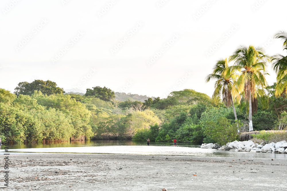 palm tree on the beach in samara nicoya costa rica central america ...