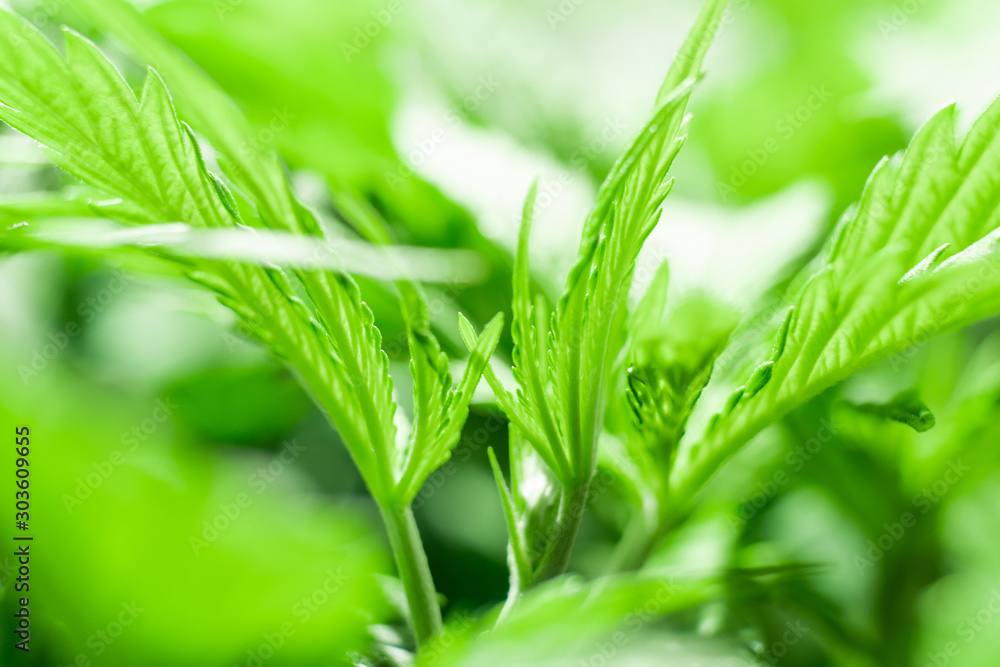 Growing cannabis indoors. SoG hemp cultivation technique. Growing pot in groutent. Vegetative ...