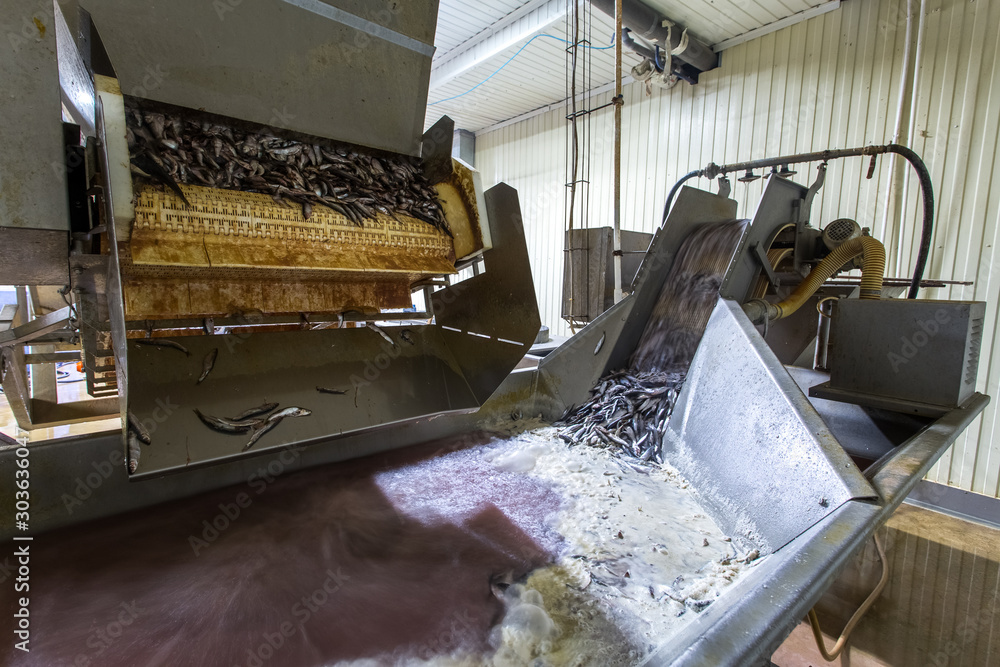 fish conveyor, fish processing plant Stock Photo | Adobe Stock