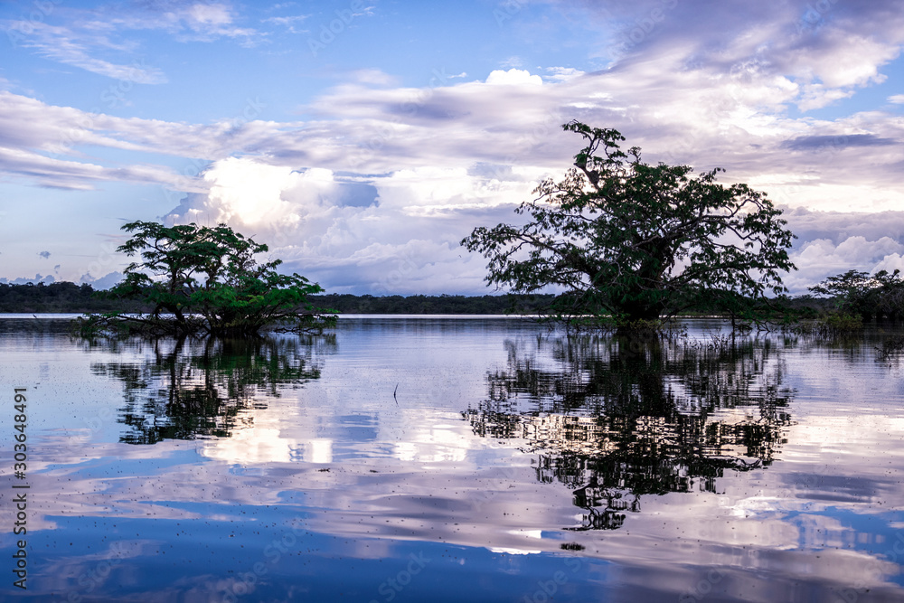 Floating trees (Macrolobium) reflected in an Amazon lagoon. Water tree ...