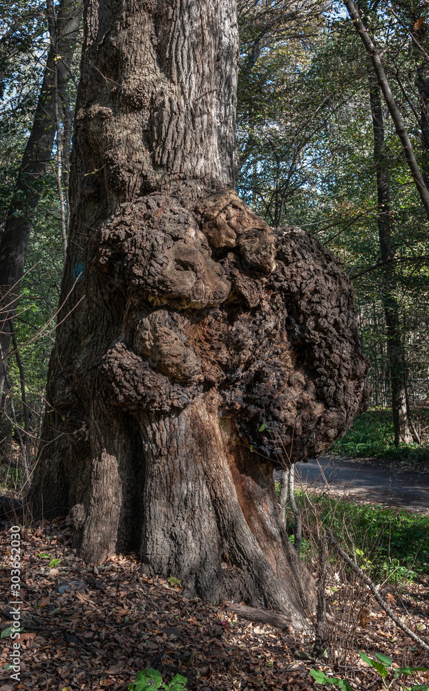 Стокове фото Large burl--an abnormal growth--on the trunk of a tree in ...