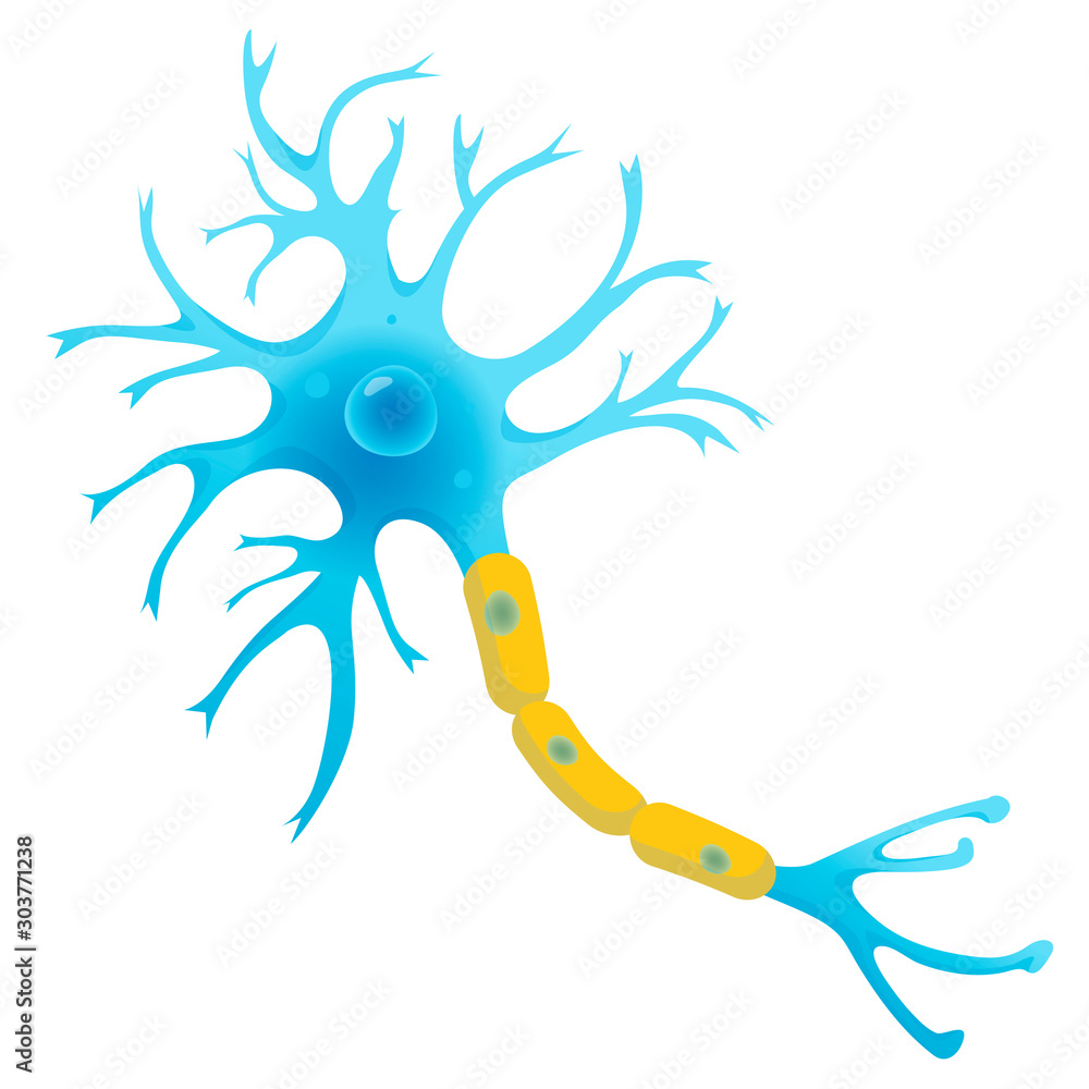 Vector de Stock Neuron structure, nerve cell flat vector illustration ...