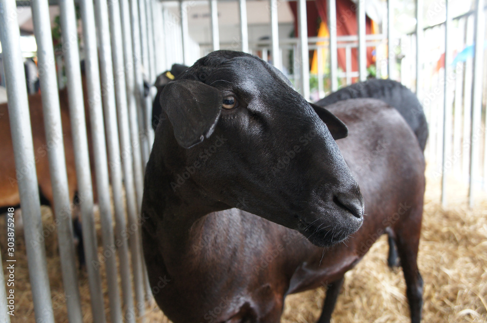 KUALA LUMPUR, MALAYSIA -SEPTEMBER 30, 2017: Goats from selected breeds ...