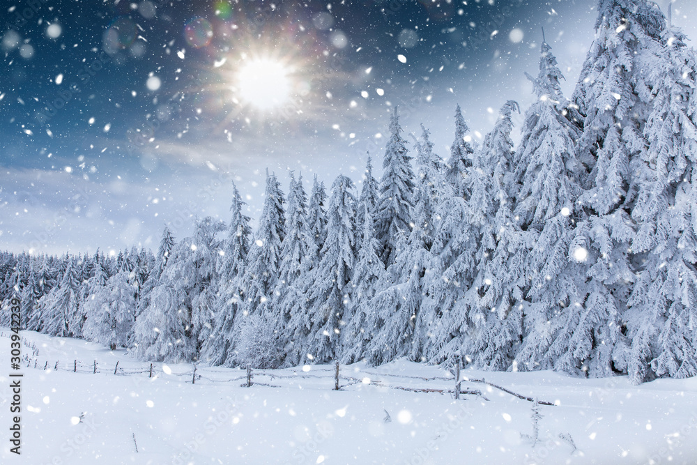 Falling snow in heavy winter. Landscape with pine trees in hoarfrost ...