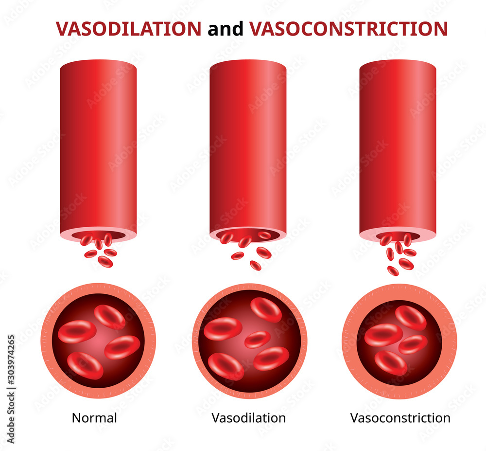 PrintVasodilation and vasoconstriction, Blood vessels comparison Vector ...