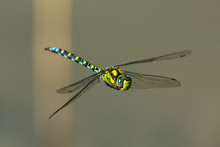 Dragonfly Flight Free Stock Photo - Public Domain Pictures